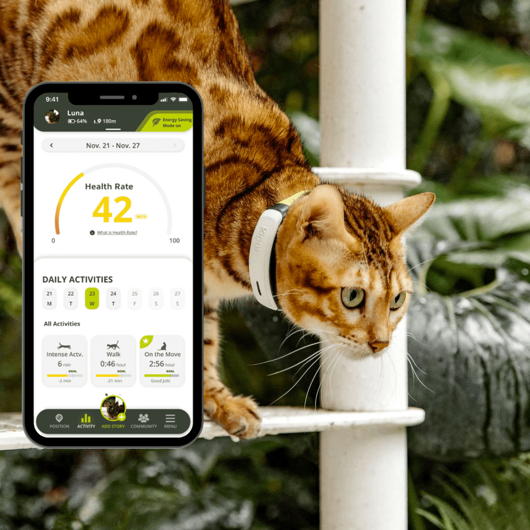 Kippy Cat - GPS per Gatti - Kippy | GPS per Cani e Gatti